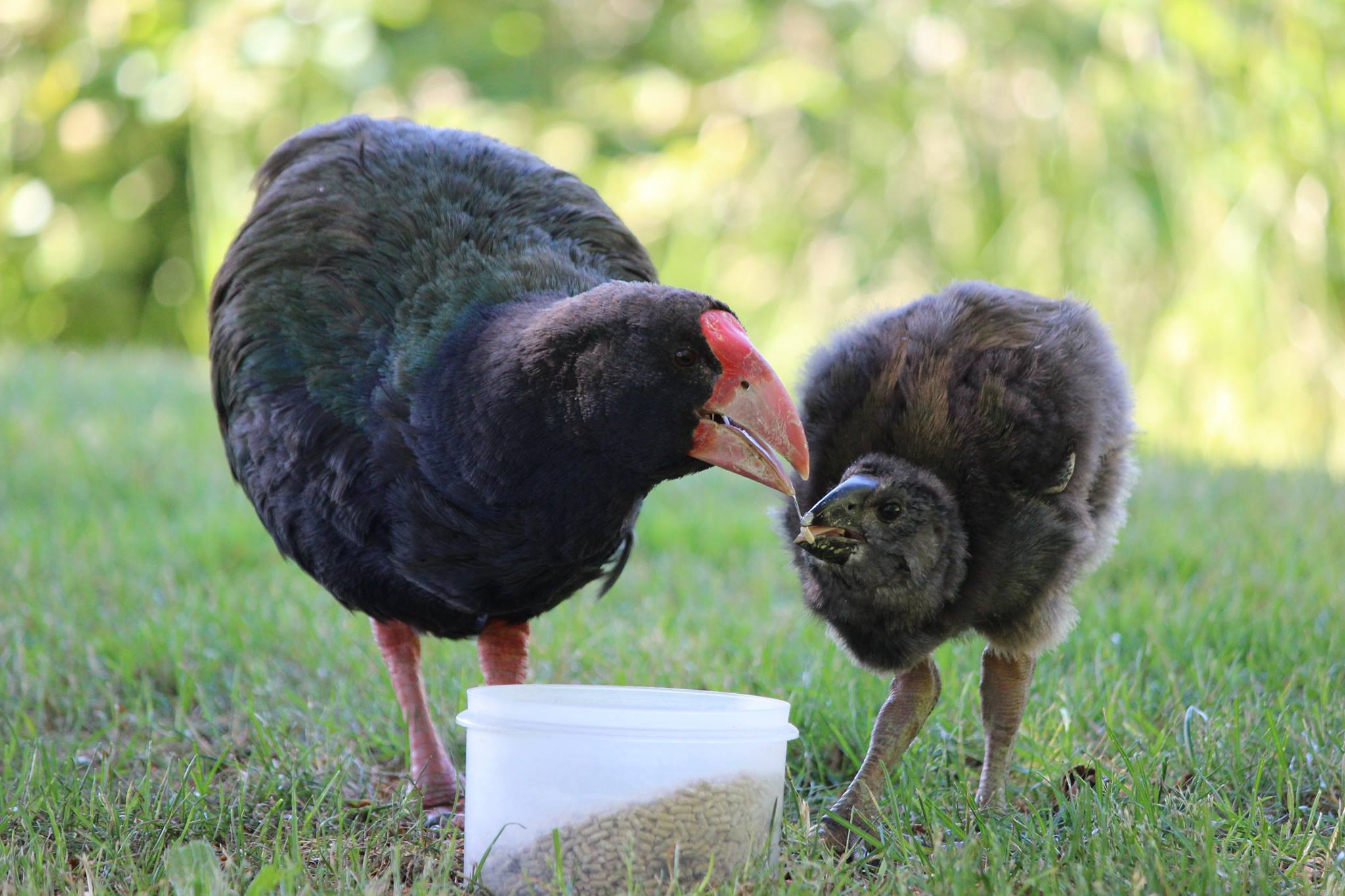 Birds of a Feather – Discovering Aotearoa’s Feathered Friends - Field ...